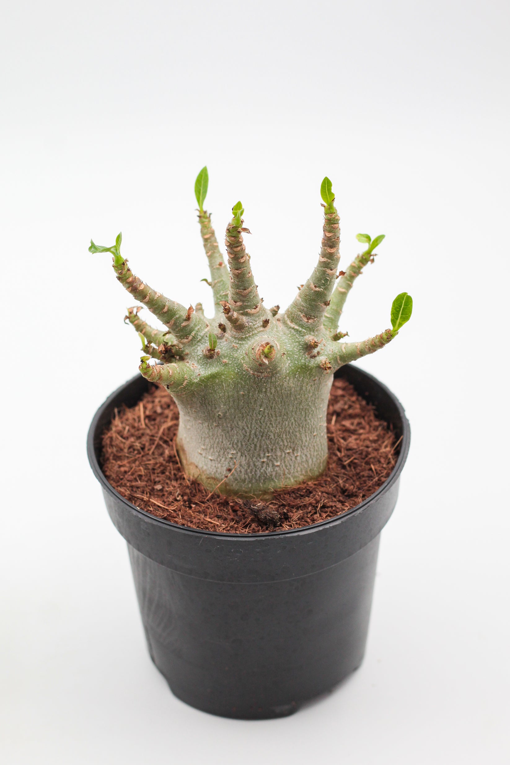 Adenium arabicum – ikhebeencactus