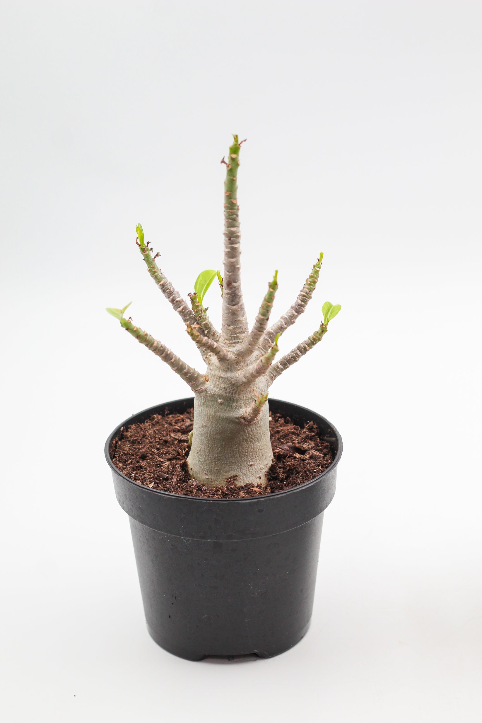 Adenium arabicum – ikhebeencactus