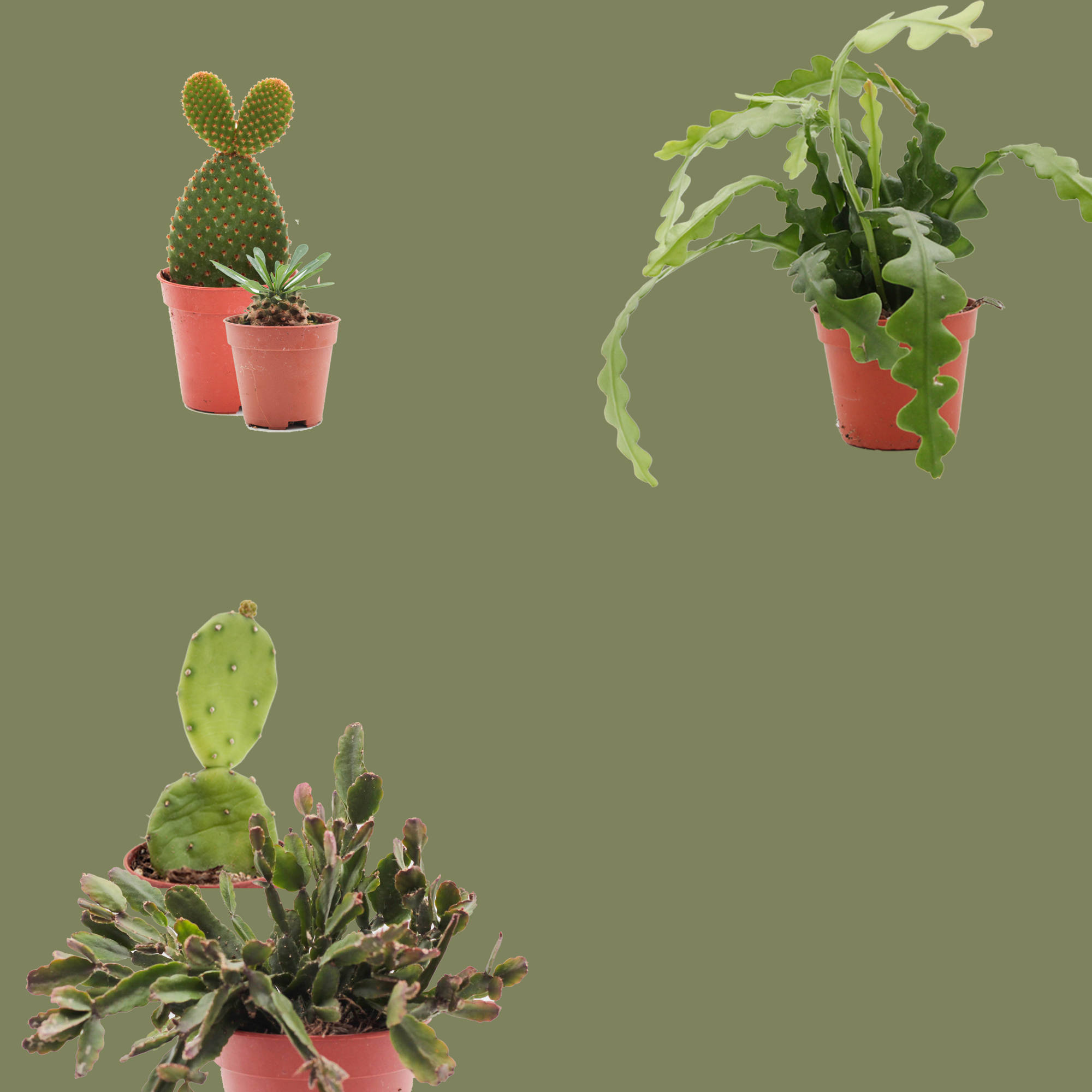 Ikhebeencactus | De online winkel voor al jouw cactussen en vetplanten ...