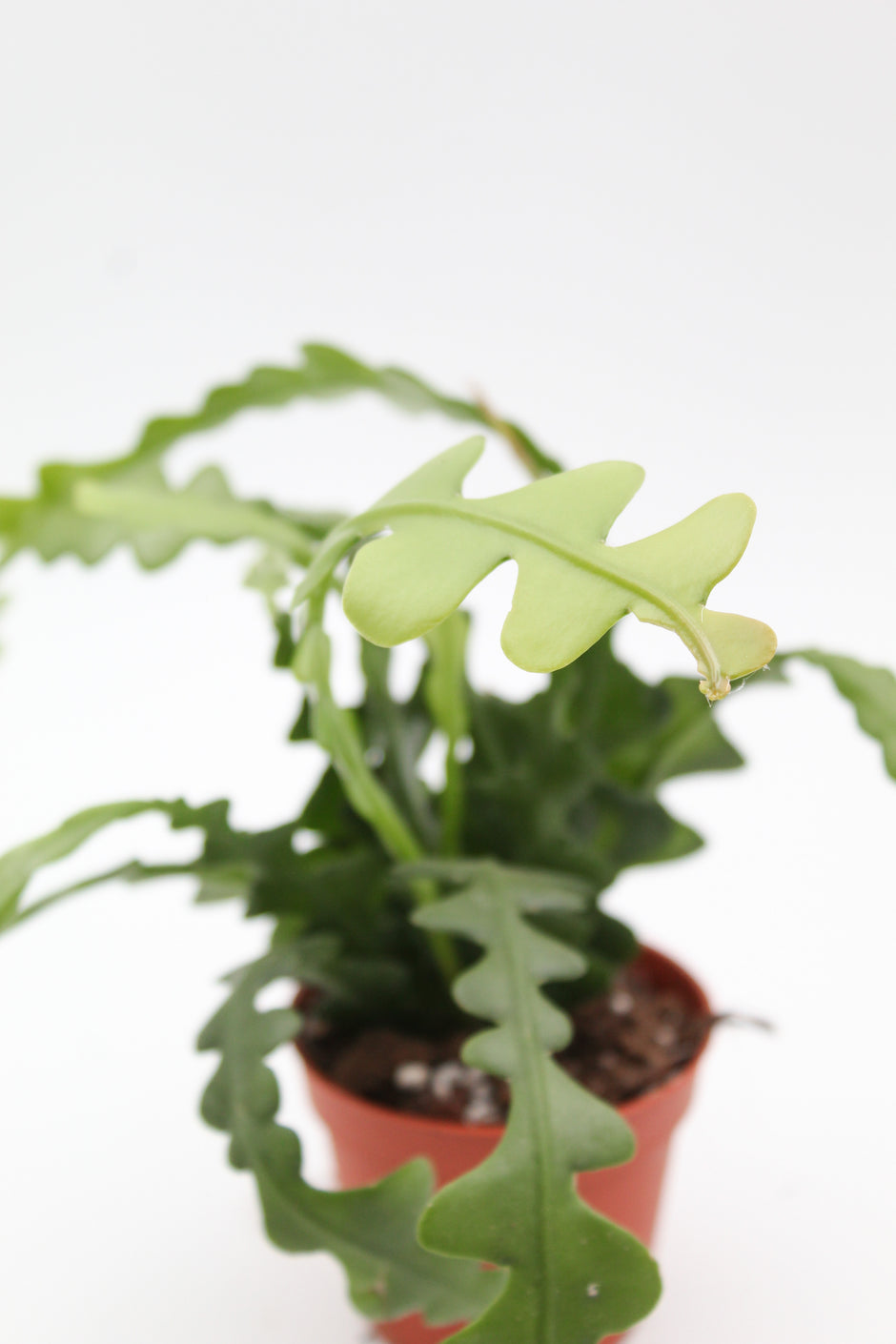 Cacti – ikhebeencactus