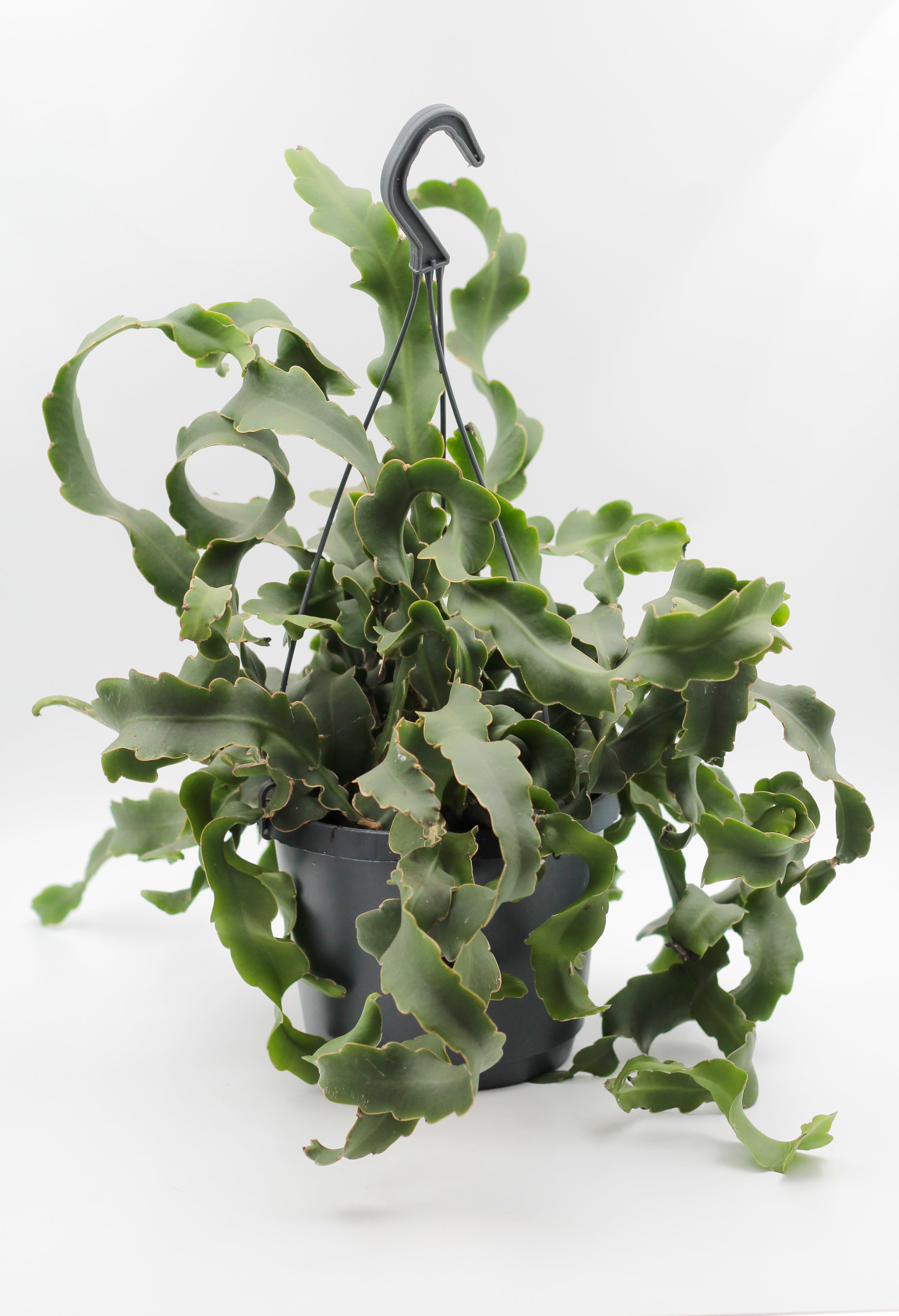 Cactus kopen? Je vind ze allemaal bij Ikhebeencactus.nl – Page 3 ...