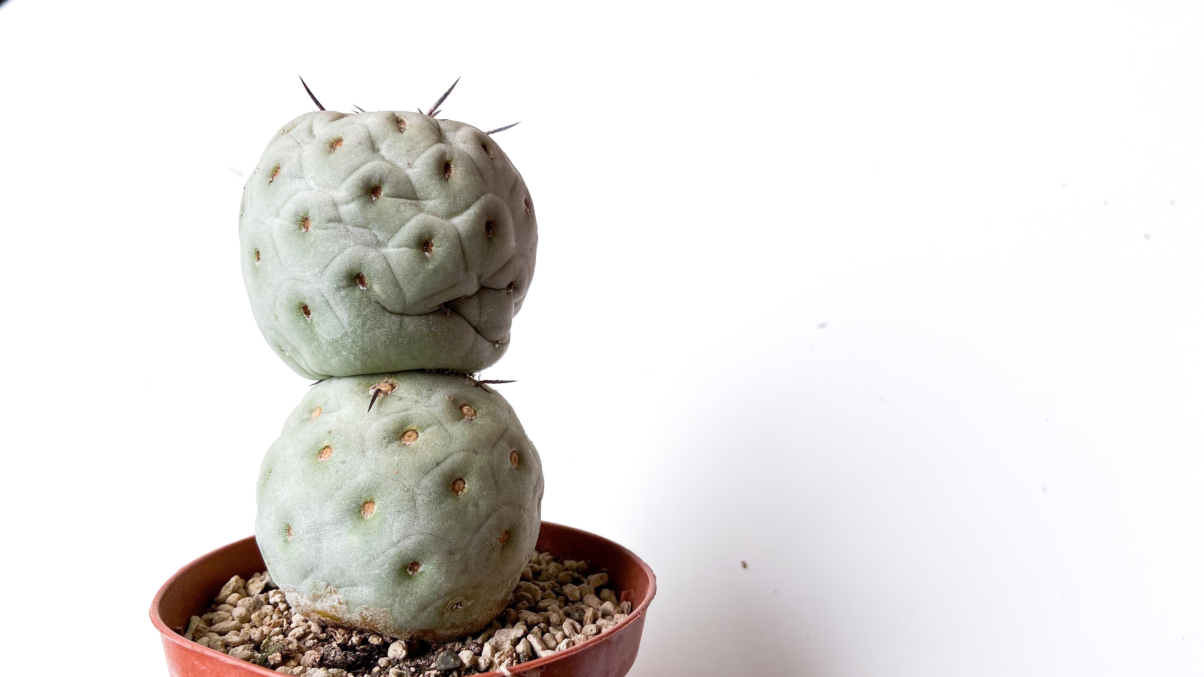 Tephrocactus Geometricus – ikhebeencactus
