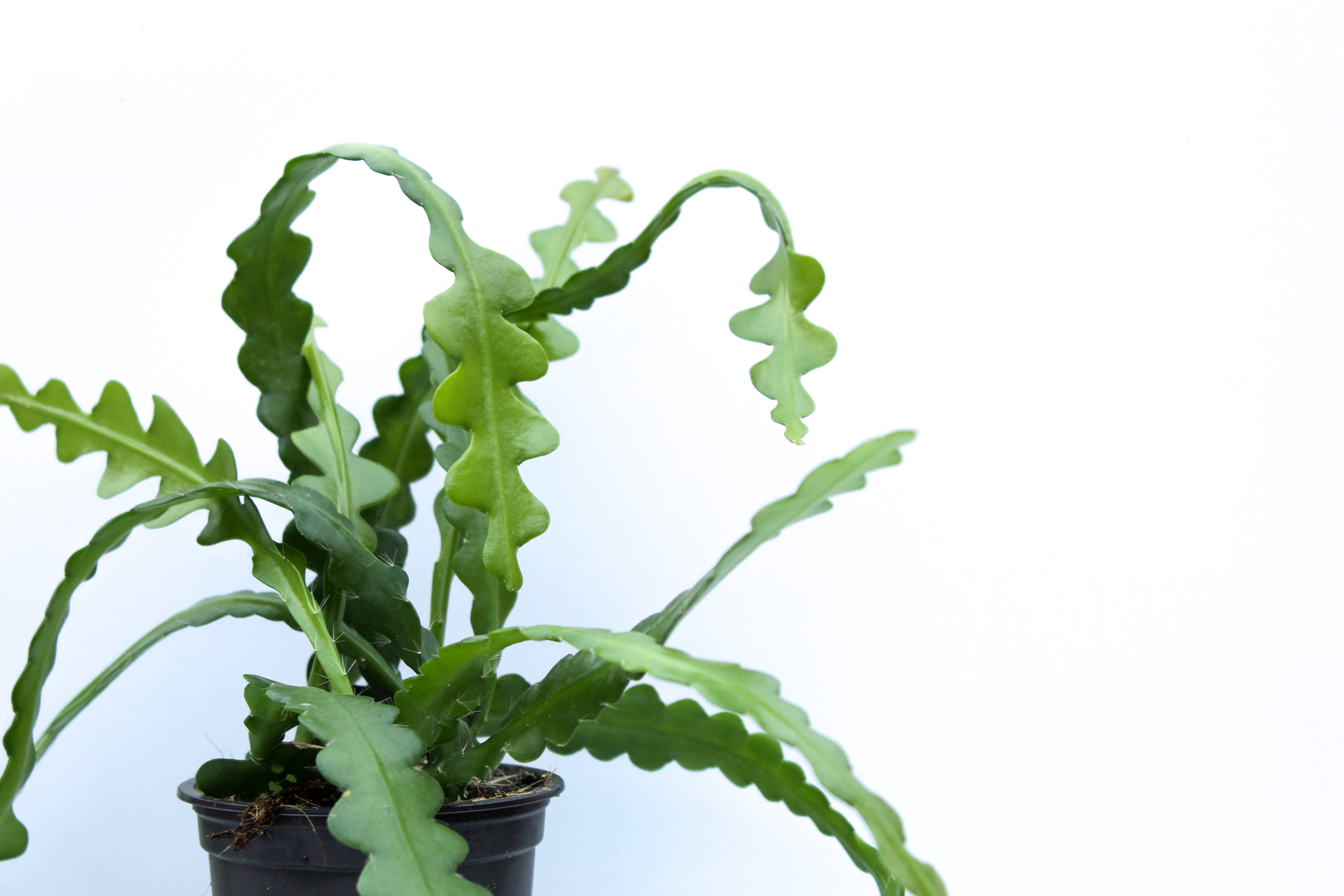 Epiphyllum Anguliger Saw Cactus – ikhebeencactus