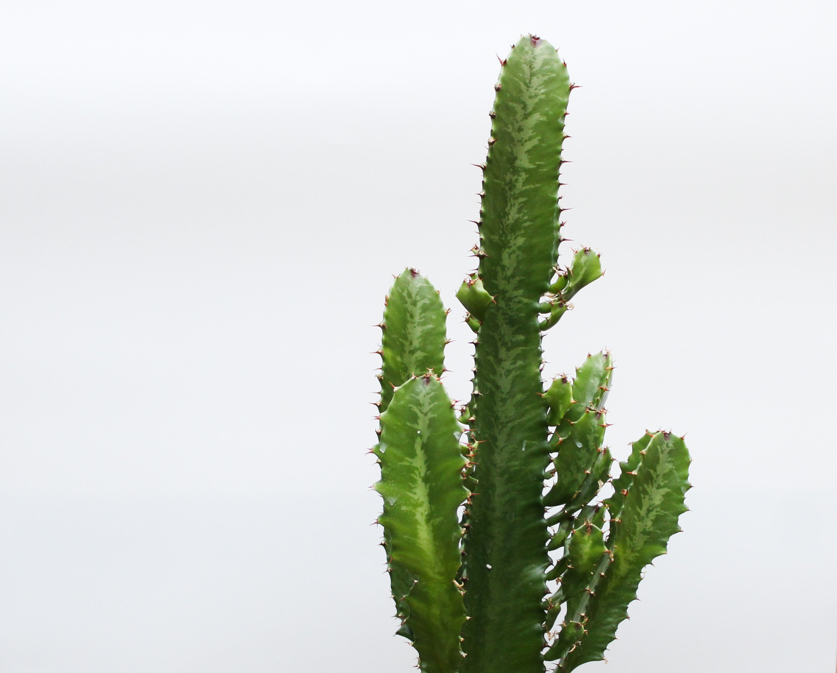 Euphorbia Ingens "Cowboy cactus" – ikhebeencactus